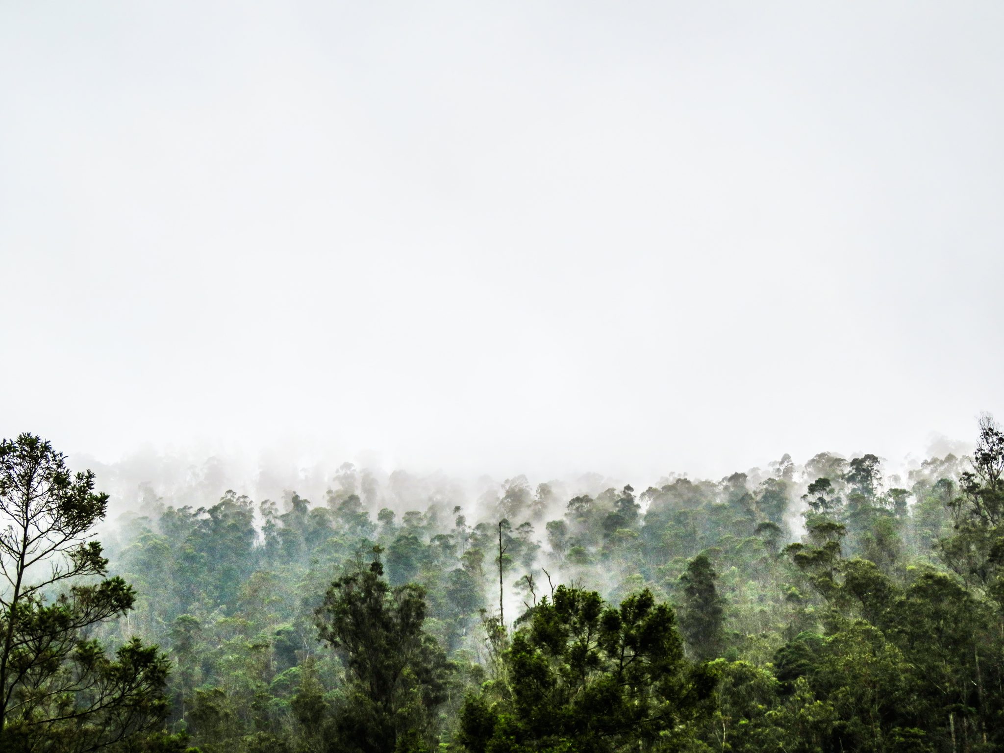 21 BEST Treetop Walks & Canopy Tours Around The World (2025) - Our ...