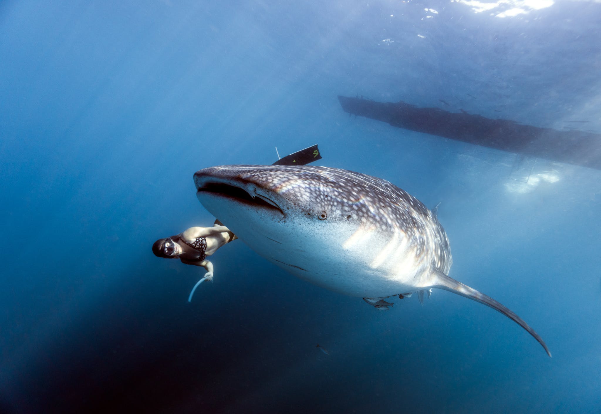 Sharks In Zanzibar: Is It Safe To Swim? (2025) - Our Soulful Travels