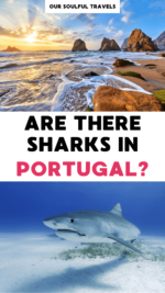 Are There Sharks In Portugal And Is It Safe To Swim?
