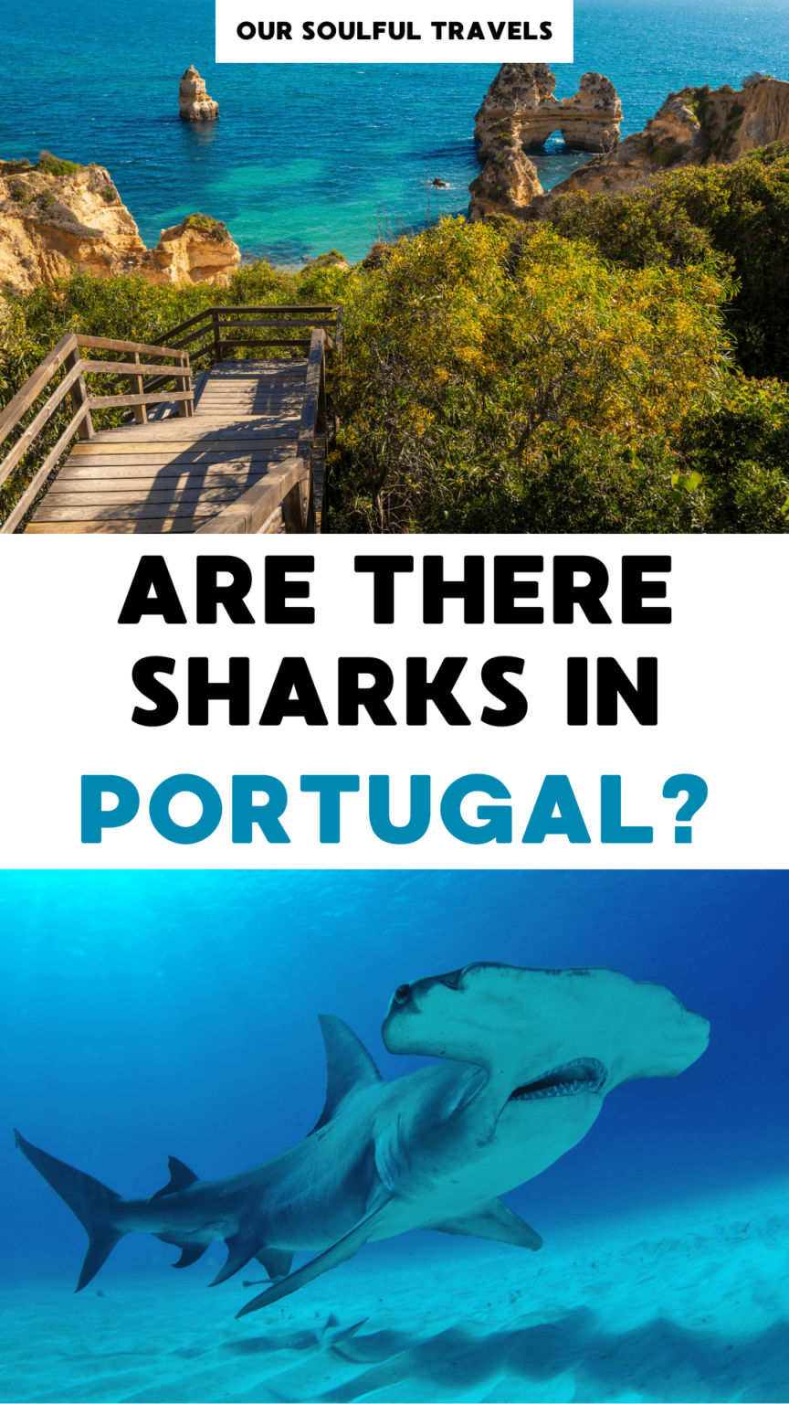 Are There Sharks In Portugal And Is It Safe To Swim?