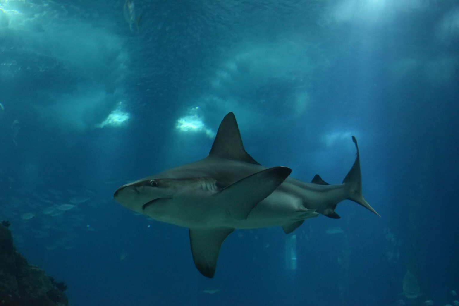 Are There Sharks In Portugal And Is It Safe To Swim?
