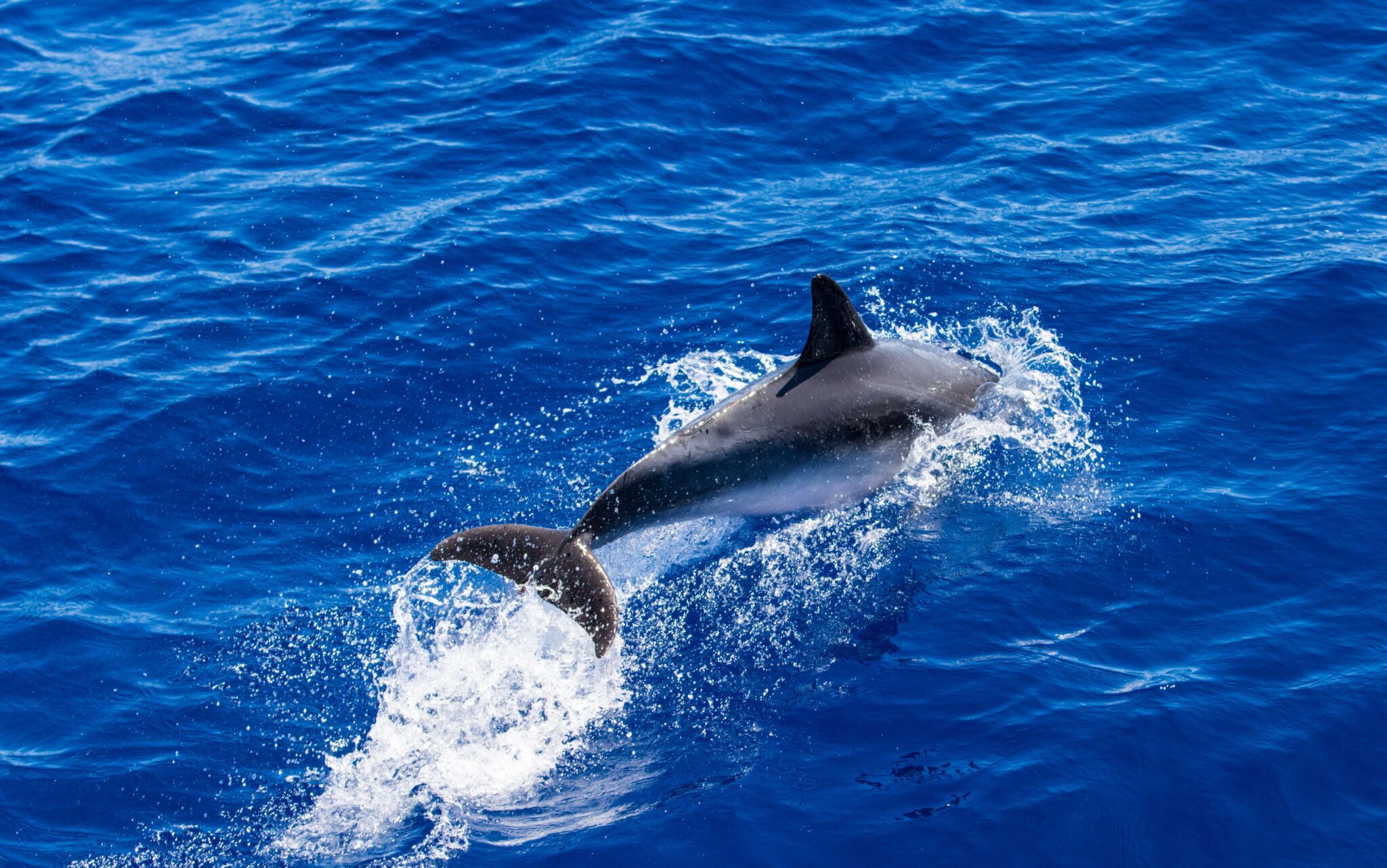 Are There Sharks In Portugal And Is It Safe To Swim?