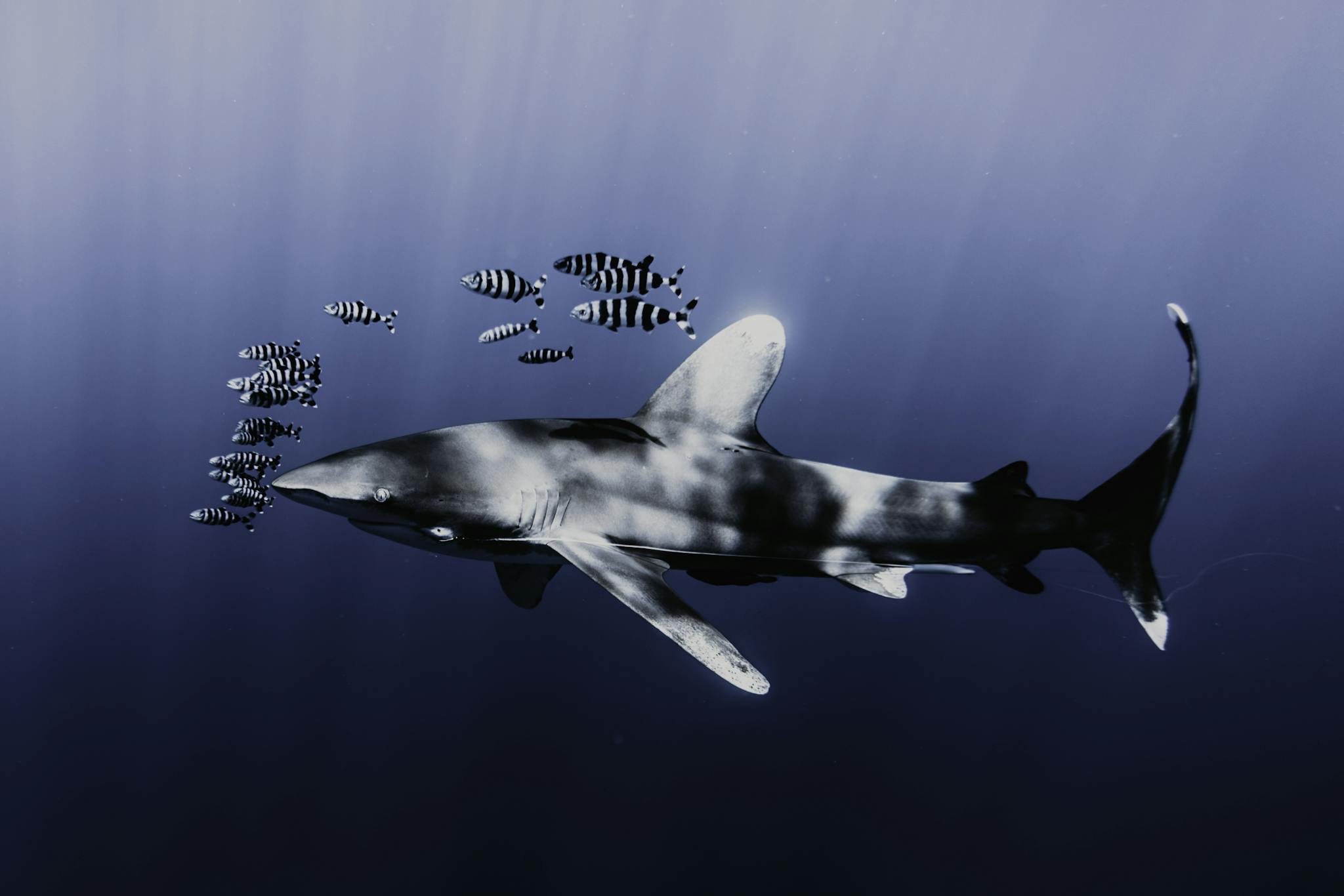 Are There Sharks In Portugal And Is It Safe To Swim?